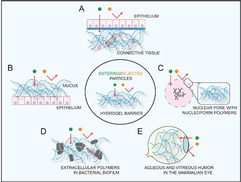 Figure 1 From Biological Hydrogels As Selective Diffusion Barriers Accessed Terms Of Use