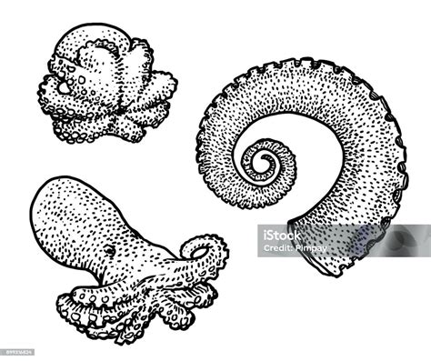 문 어와 촉수 그림 드로잉 판화 잉크 라인 아트 벡터 문어에 대한 스톡 벡터 아트 및 기타 이미지 문어 판화 제작물 팔