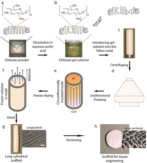 Schematic Illustration Of Fabrication Process For Aligned Microporous Download Scientific