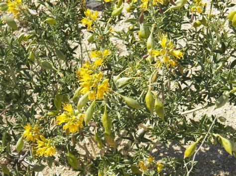 Mojave Desert California Wildflowers Resource Johnson Valley
