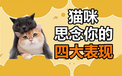 宠物冷知识：这四种表现证明猫咪在想你呢！ 哔哩哔哩
