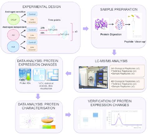 Experimental Workflow For Proteome Scale Analysis Of The Impact Of Download Scientific Diagram