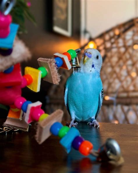 Capm Ai Serina Caballero