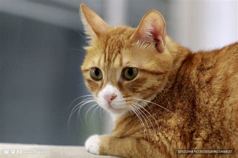猫咪摄影图 家禽家畜 生物世界 摄影图库 昵图网