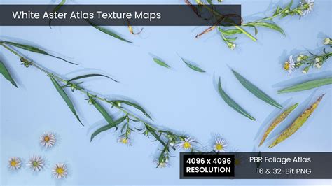 Artstation White Aster 4k Pbr Foliage Atlas Resources