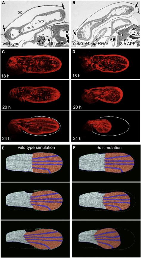 Dp Anchors The Wing Margin To The Pupal Cuticle To Define The Pattern Download Scientific