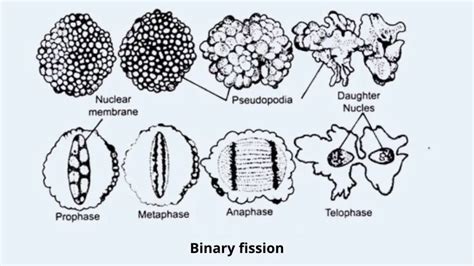 Amoeba Cell Labeled Structure Characteristics Movement Nutrition Reproduction Disease