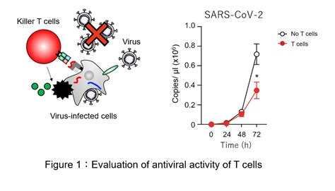 The Sars Cov 2 Omicron Ba1 Spike G446s Mutation Potentiates Antiviral T Cell Recognition 富山大学