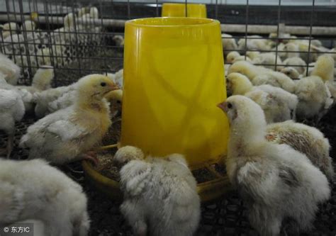 肉雞苗價格暴漲，2018年2月6日肉雞苗價格行情 每日頭條