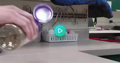 Diving Into Catnip Album On Imgur