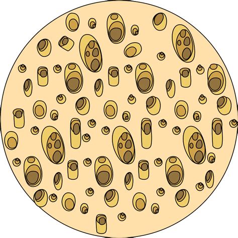 Bone Structure 2 Figure Science Figures