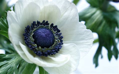 Wallpaper White Anemone Flower Macro Photography 1920x1200 Picture Image