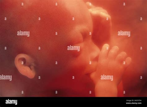 Foetus Humain Dans Lutérus 19 Semaines Foetus Humain Suçant Son Pouce Dans Lutérus Un Foetus