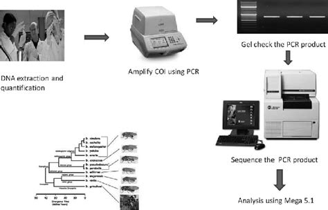 Schematic Representation Of Method Dna Barcoding And Understanding