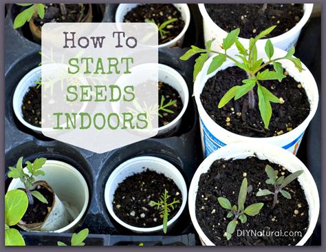 How To Start Seeds Indoors And Tips For Starting Your Garden Inside