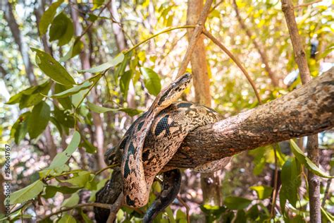 Foto De Stock Boa On A Tree Branch Wild Madagascar Ground Boa Resting On A Tree In The Forest