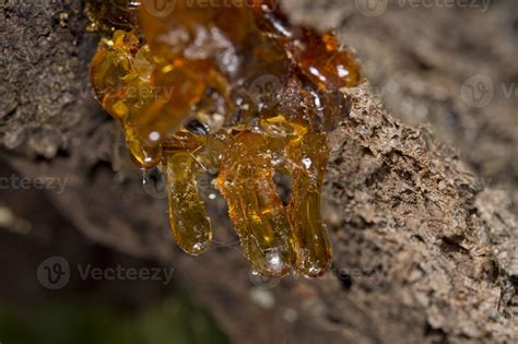 Tree Natural Resin 20175241 Stock Photo At Vecteezy