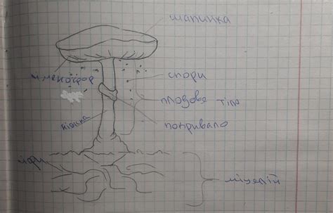 замалюйте будову пластинчастого шапинковога гриба і зробіть підписи до малюнку Школьные Знания Com