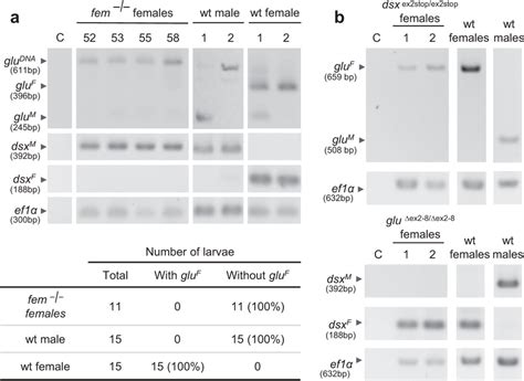 The Sex Specific Splicing Of Glu Is Controlled By The Fem Gene A