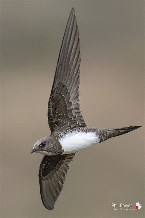 Swift Alpine — Phil Gower Bird Photography