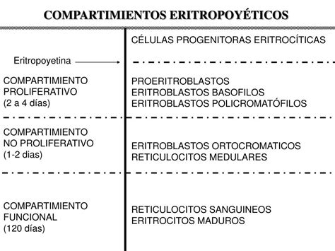 Ppt Eritropoyesis Proceso De Formación De Eritrocitos Powerpoint Presentation Id 3317377