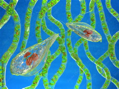 Flagellate Protozoa Microorganisms 3d Image Stock Illustration