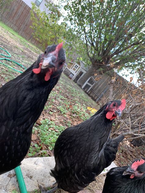 My Girls Say Hello R Chickens