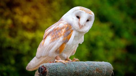 Barn Owl Nature Wildlife · Free Photo On Pixabay