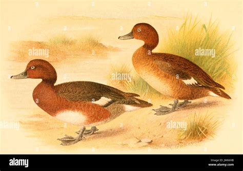 Aythya Nyroca Horizontal Immagini E Fotografie Stock Ad Alta Risoluzione Alamy