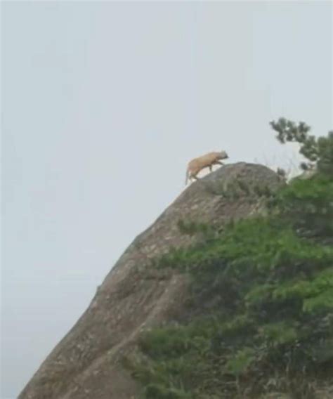 网友在黄山拍到珍稀动物云豹？ 专家初步判断：是只大橘猫视频虞磊景区
