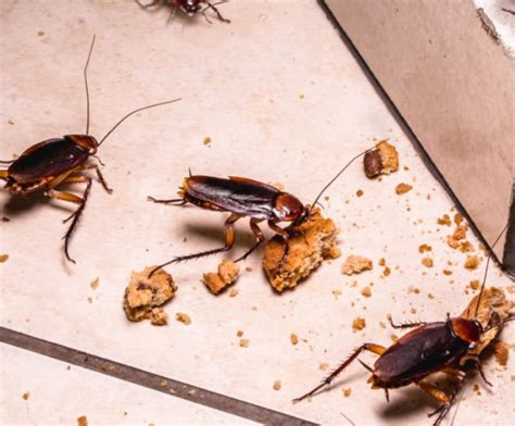 Roach Treatment Choice Pest Solutions Free Inspection