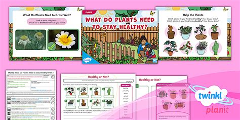 Taking Care Of Plants Lesson Plan Lesson 5 Yr 2 Science