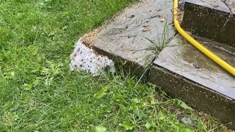 Нас завалило градом хозяйка негодует наша ферма жизнь простых людей в деревне Смотреть