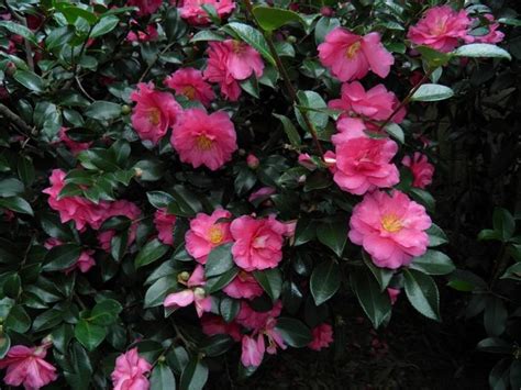 Camellia Shishi Gashira Camellia From Jericho Farms