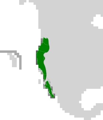 Western Scrub Jay Facts Diet Habitat And Pictures On Animaliabio