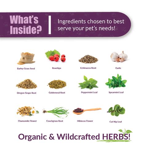 Kitty Dt Digestive Rescue