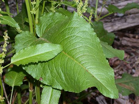 Rumex Oblonolius Polygonaceae Image 3712 At