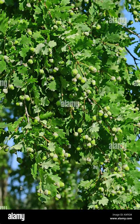 Pendulate Oak English Oak Quercus Robur In Summer With Fruits Stock