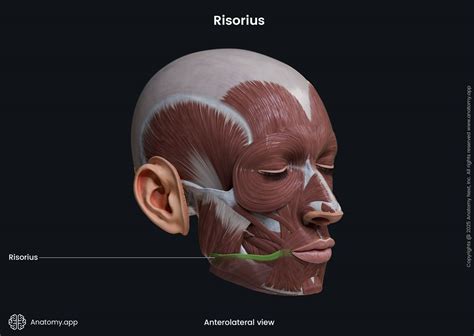Risorius Anterolateral View Anatomyapp
