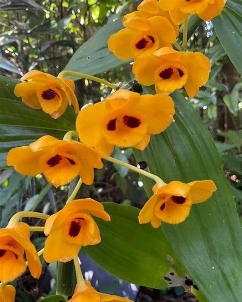 10 Popular Types Of Dendrobium Orchid Pictorial Guide