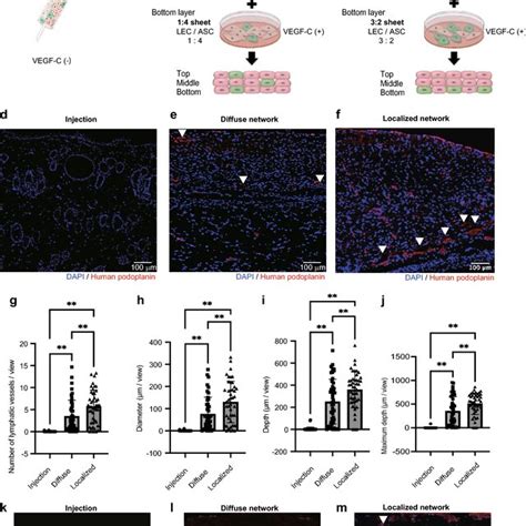 Comparison Of Lymphatic Vessel Like Structures Between Different