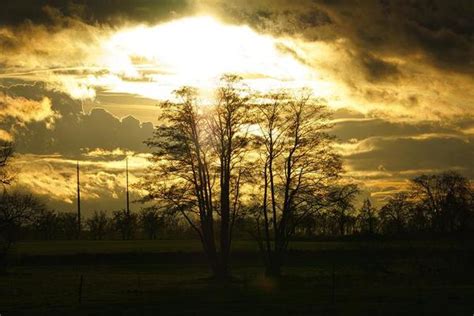 Sunset Trees Stock Photos Images And Backgrounds For Free Download