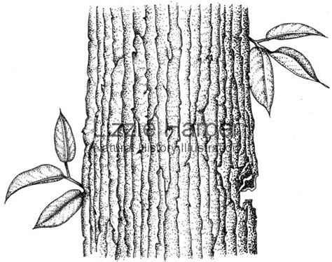 Tree Bark Drawing At GetDrawings Free Download