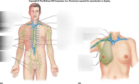 Lymphatic Lab Diagram Quizlet