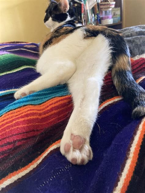 She Literally Describing Itzrease Ritzrease