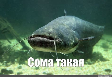 Meme Сома такая All Templates Meme