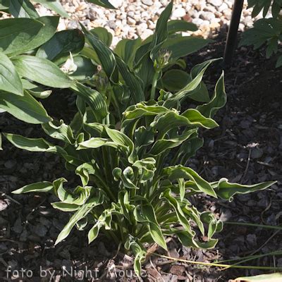 mnogoletnik.com - Hosta Praying Hands - Хоста Молящие руки - Прайанг Хэндс