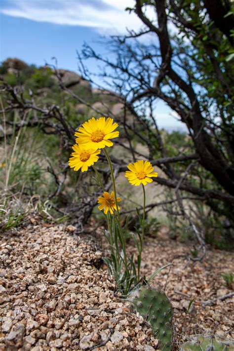Desert Marigold Behance