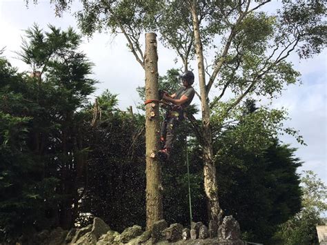 Somerset Tree Surgeons Professional Arboricultural Services