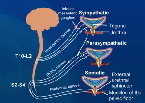 Viscerosomatic Reflexespelvic Pain Neuropathic Bladder Flashcards